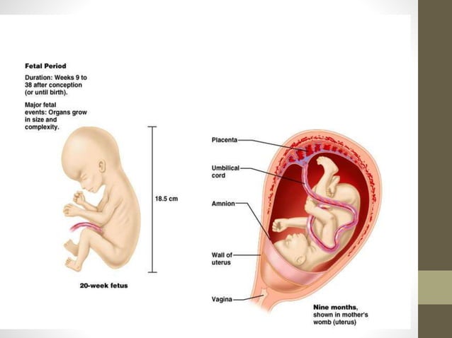 Basic Embryology(1).pdf