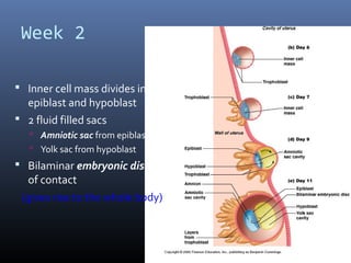 Basic embryology by dr. armaan singh | PPT
