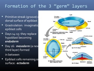 Basic embryology by dr. armaan singh | PPT