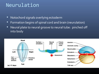 Basic embryology by dr. armaan singh | PPT