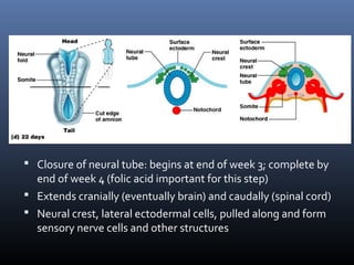 Basic embryology by dr. armaan singh | PPT