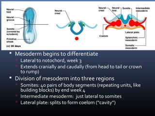 Basic embryology by dr. armaan singh | PPT