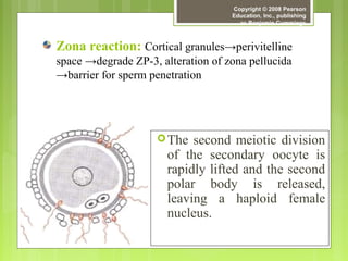 Basic embryology part i | PPT