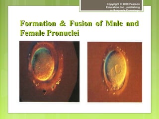 Basic embryology part i | PPT
