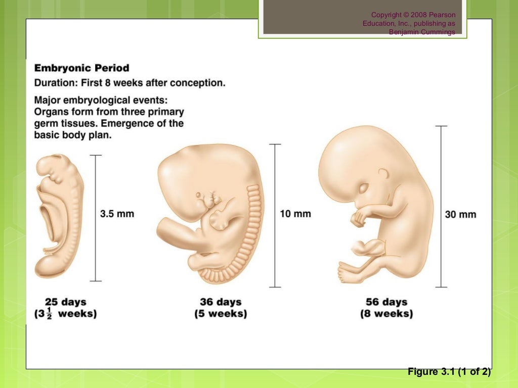 Embryology Meaning