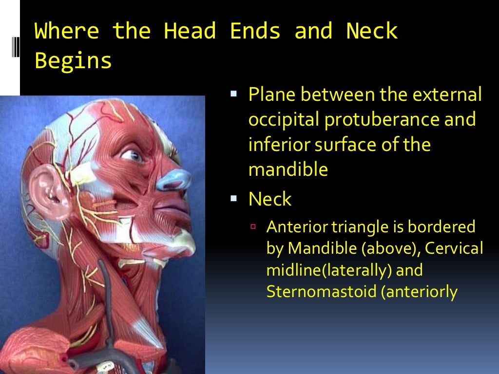 Basic ENT-HNS physical examination
