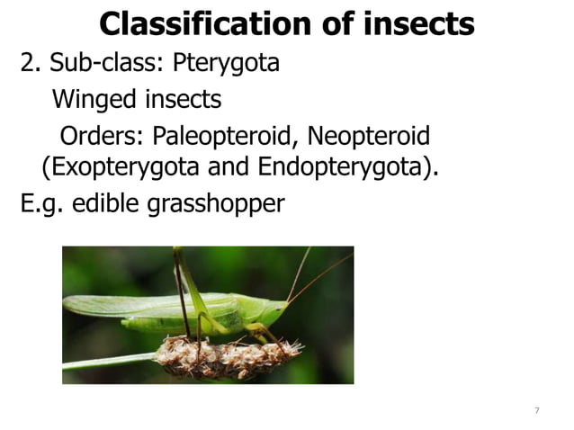 Basic Entomology(0).pptx