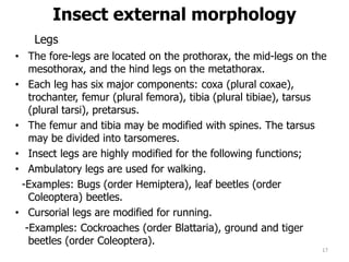 Basic Entomology(0).pptx
