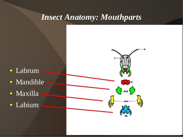 Basic entomology 2013 01 29