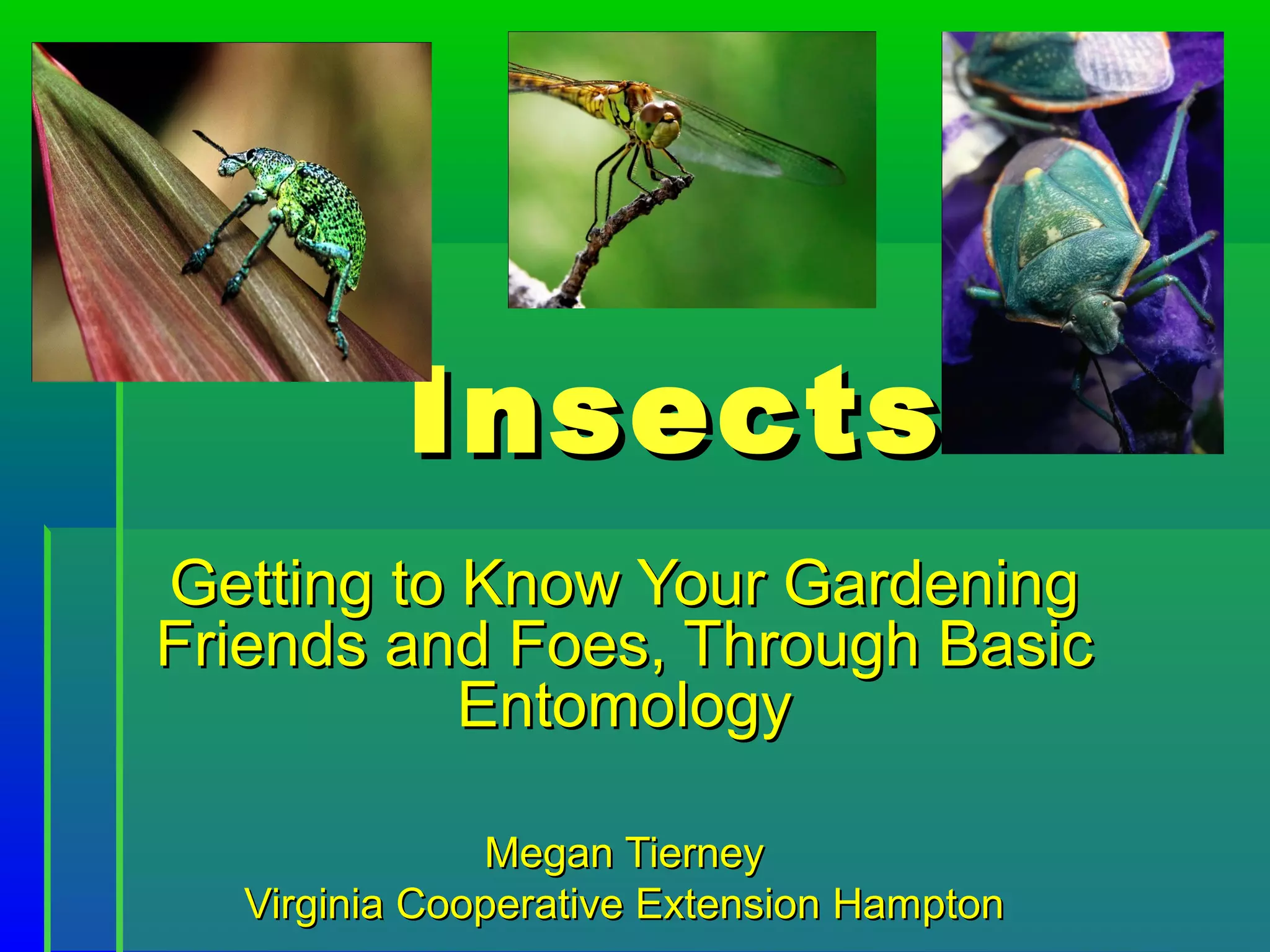 Basic entomology for children | PPT