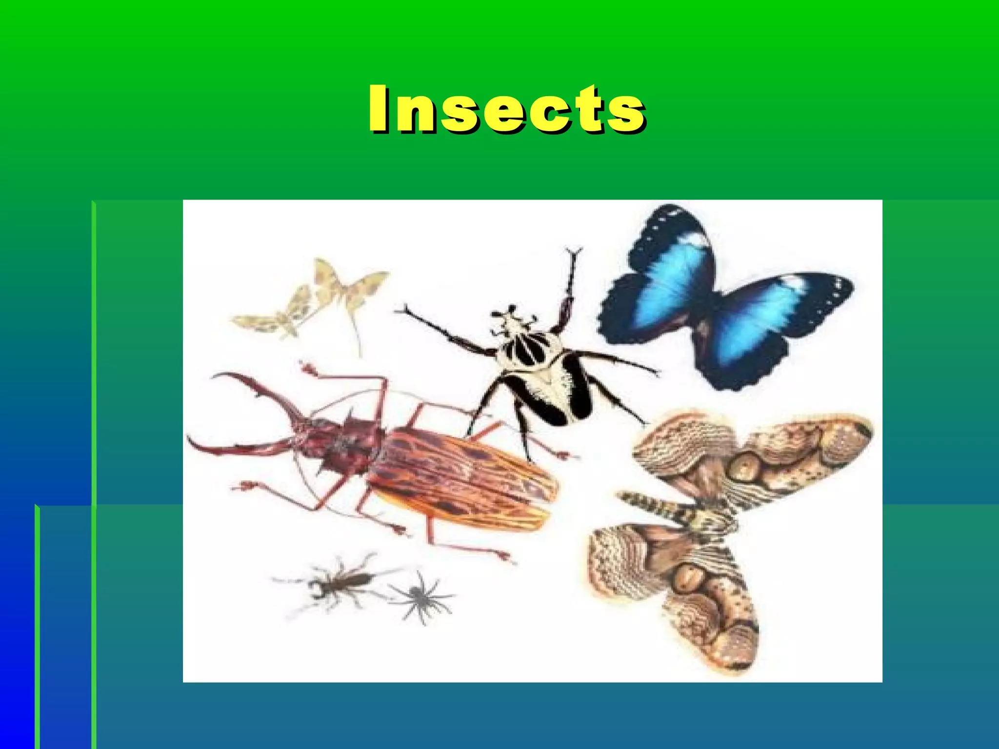 Basic entomology for children | PPT