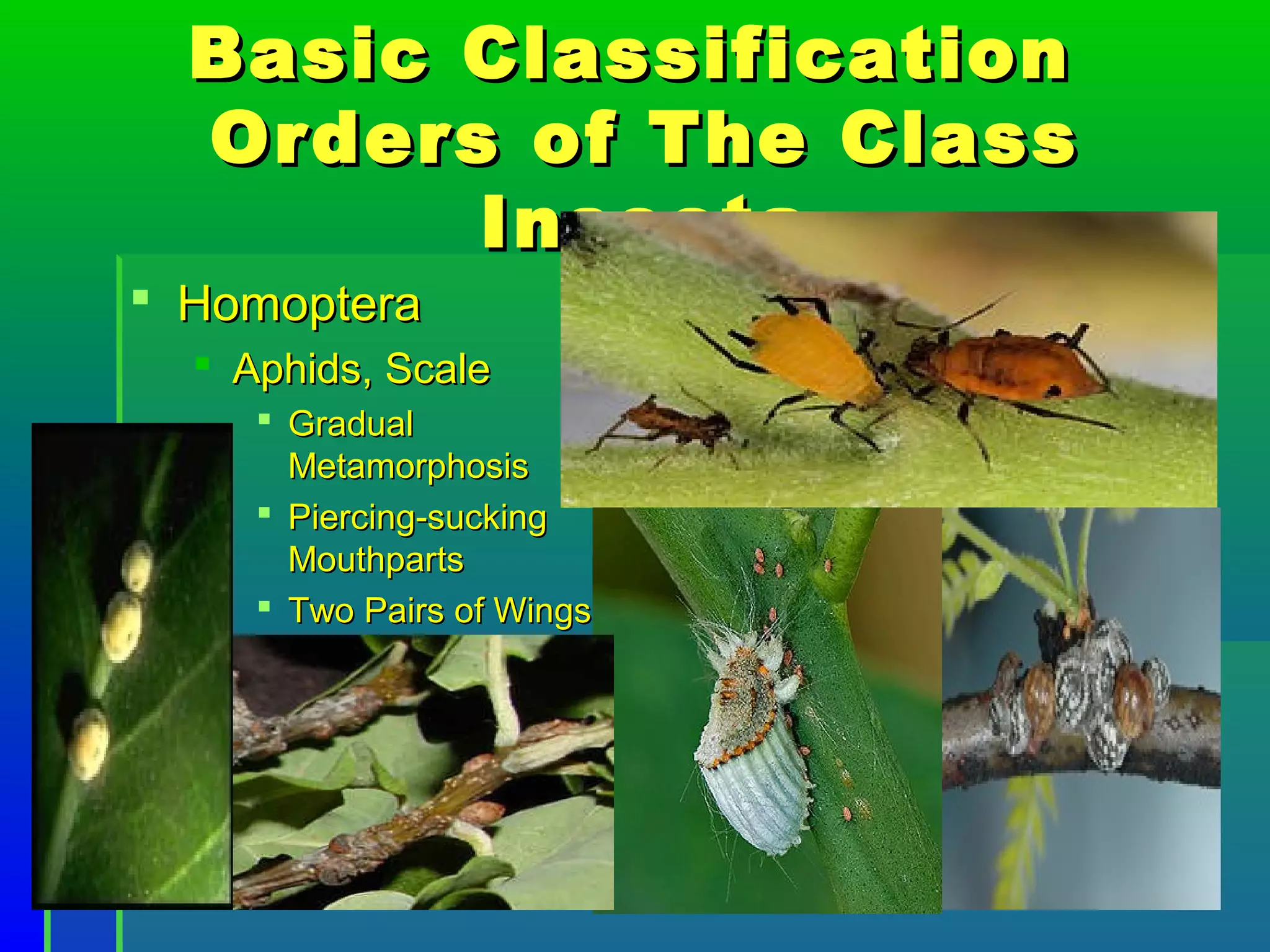 Basic entomology for children | PPT