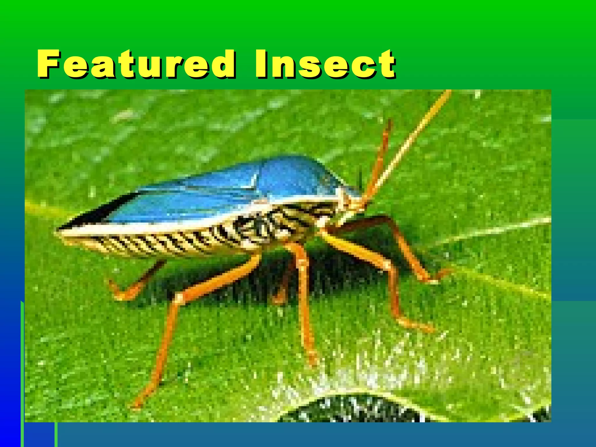 Basic entomology for children | PPT