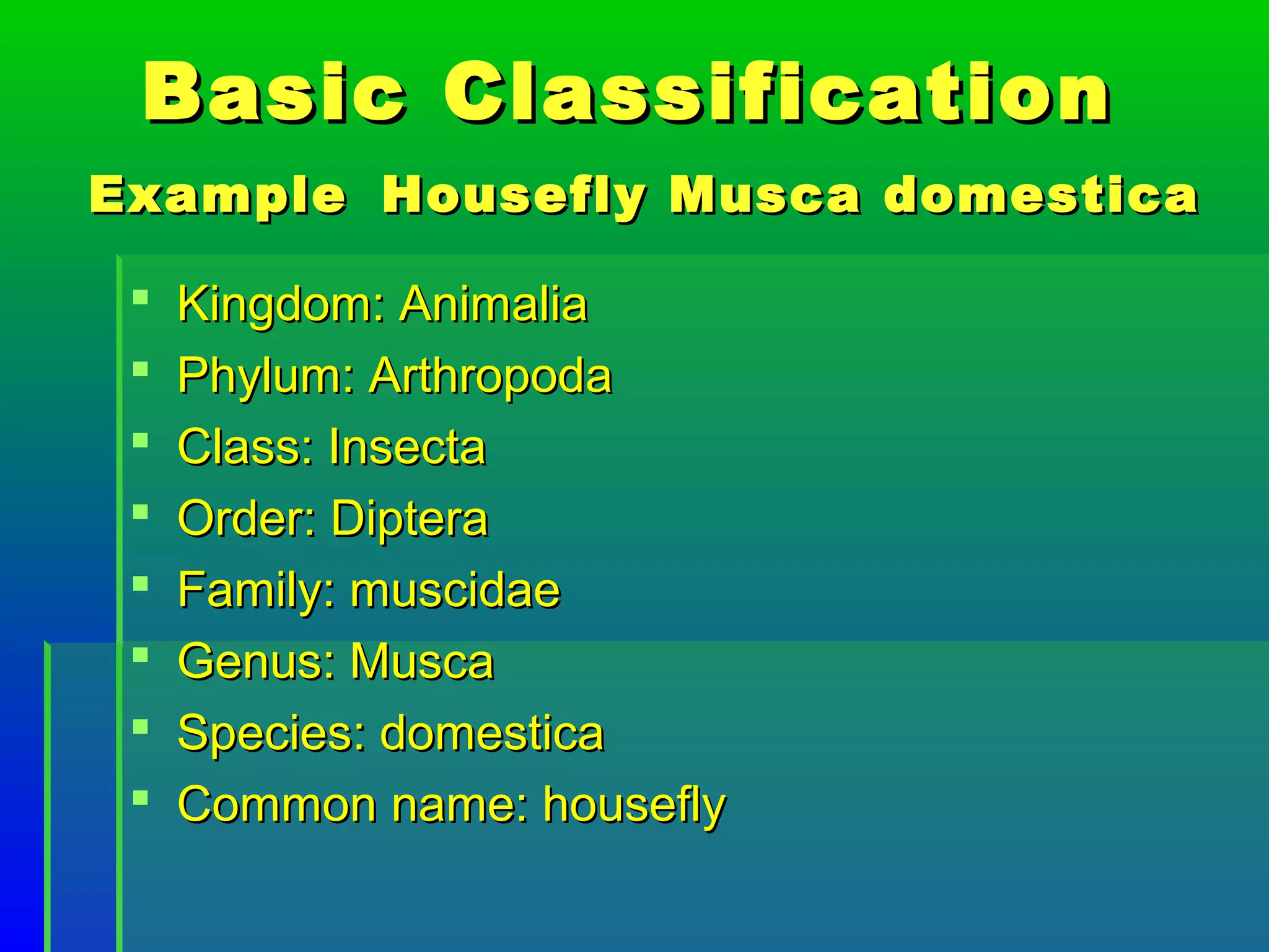 Basic entomology for children | PPT