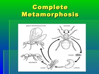 Insect Metamorphosis Worksheet