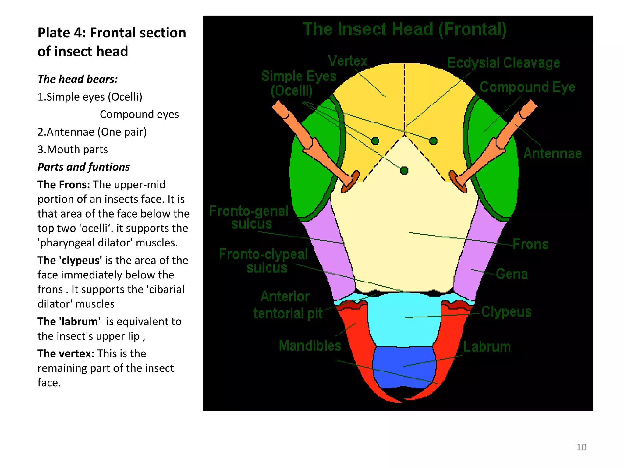Basic Entomology - External Features of Insects | PPT