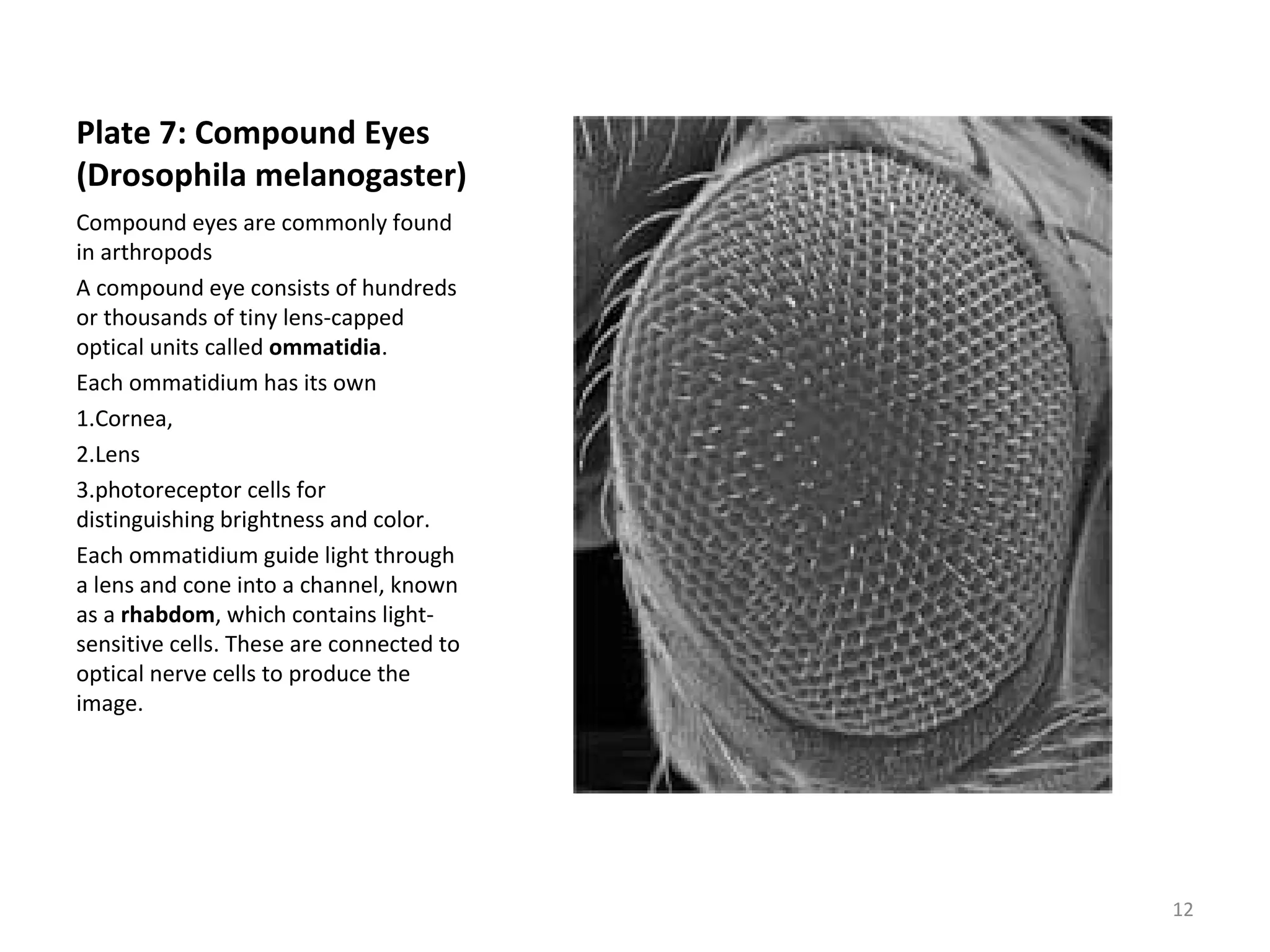 Basic Entomology - External Features of Insects | PPT