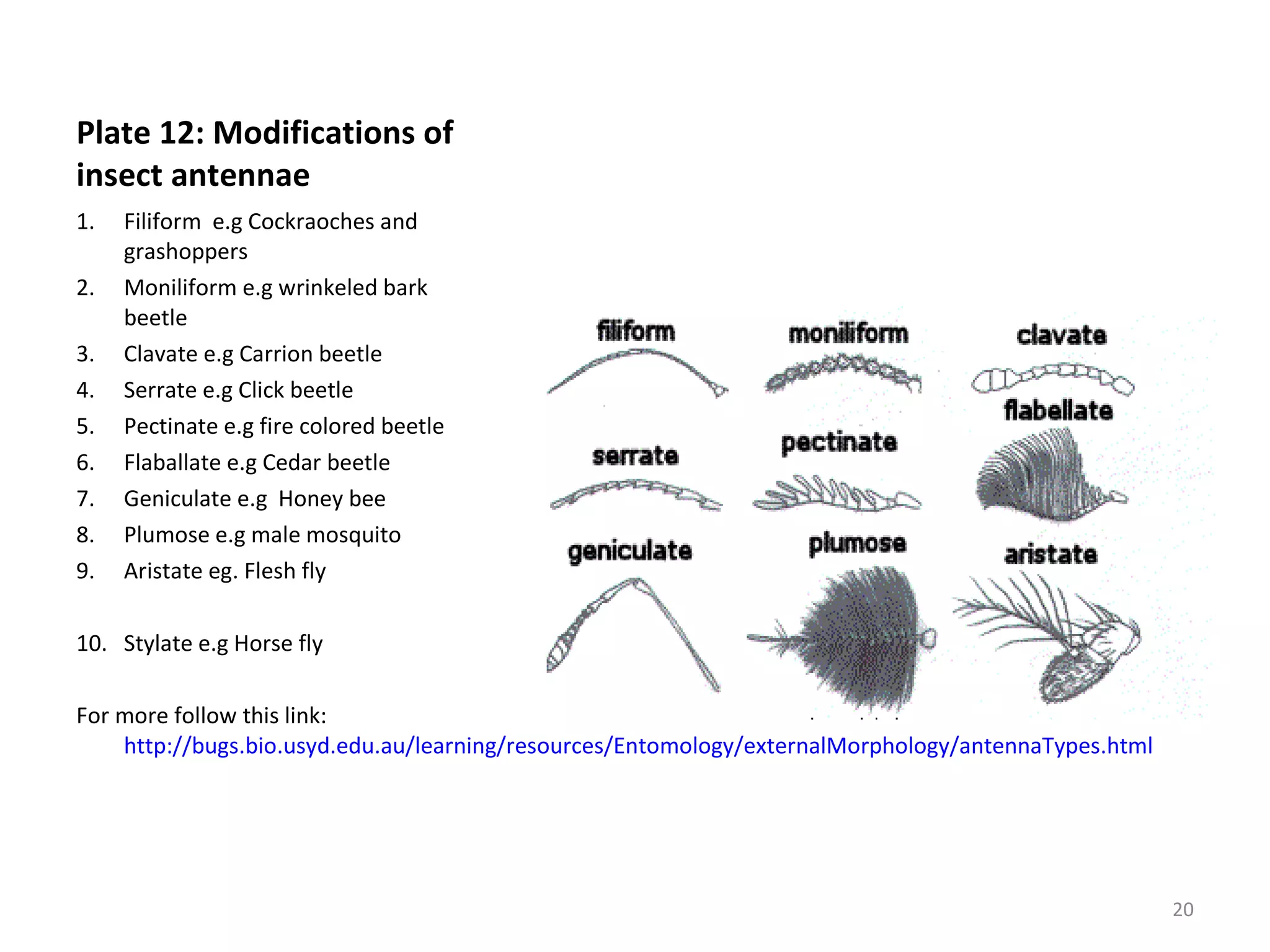 Basic Entomology - External Features of Insects | PPT
