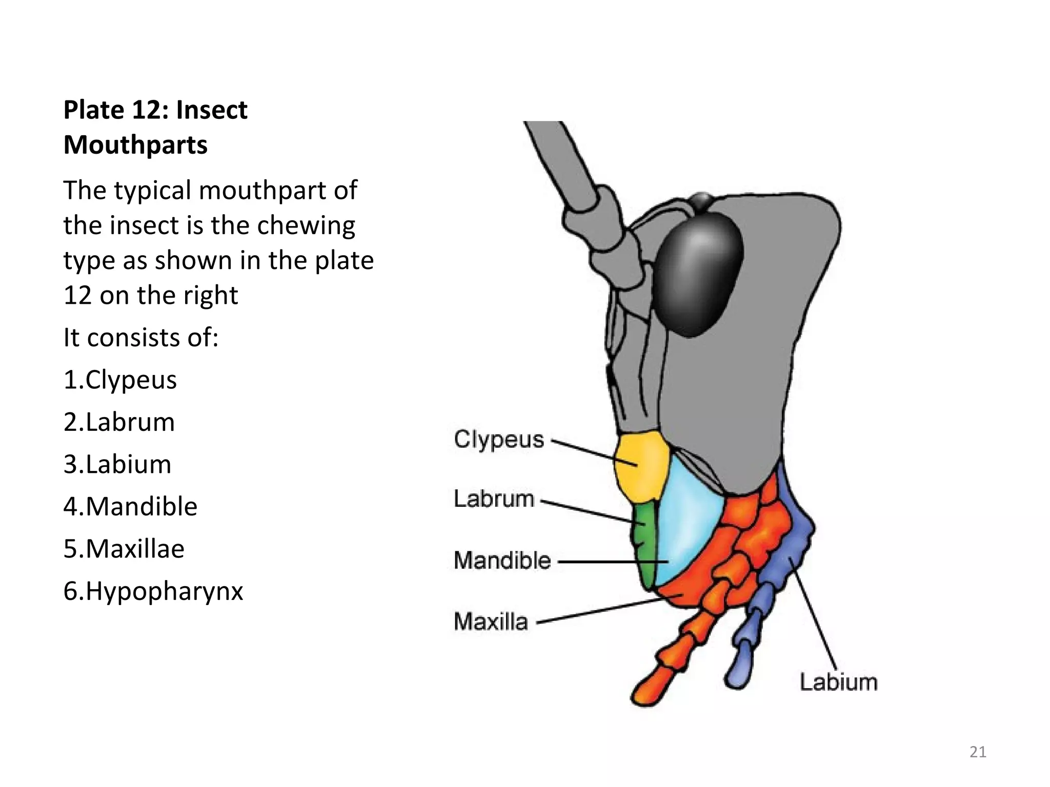 Basic Entomology - External Features of Insects | PPT