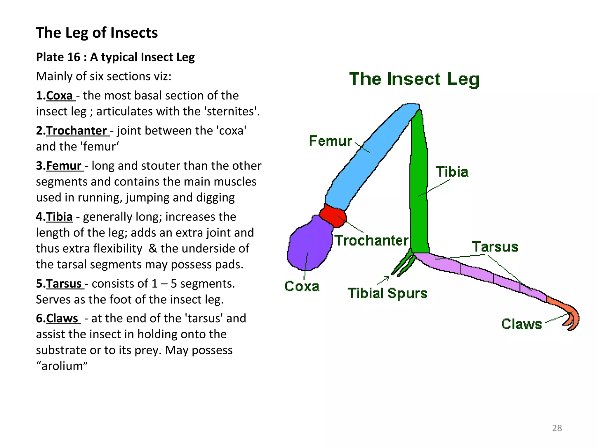 Basic Entomology - External Features of Insects | PPT