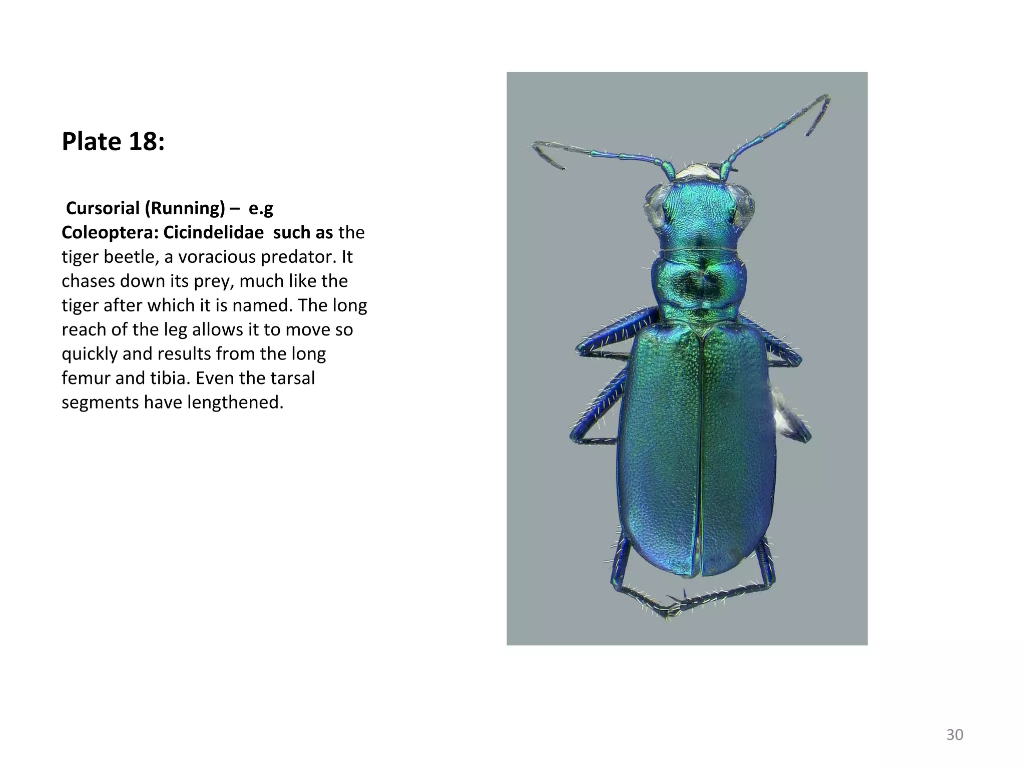 Basic Entomology - External Features of Insects | PPT