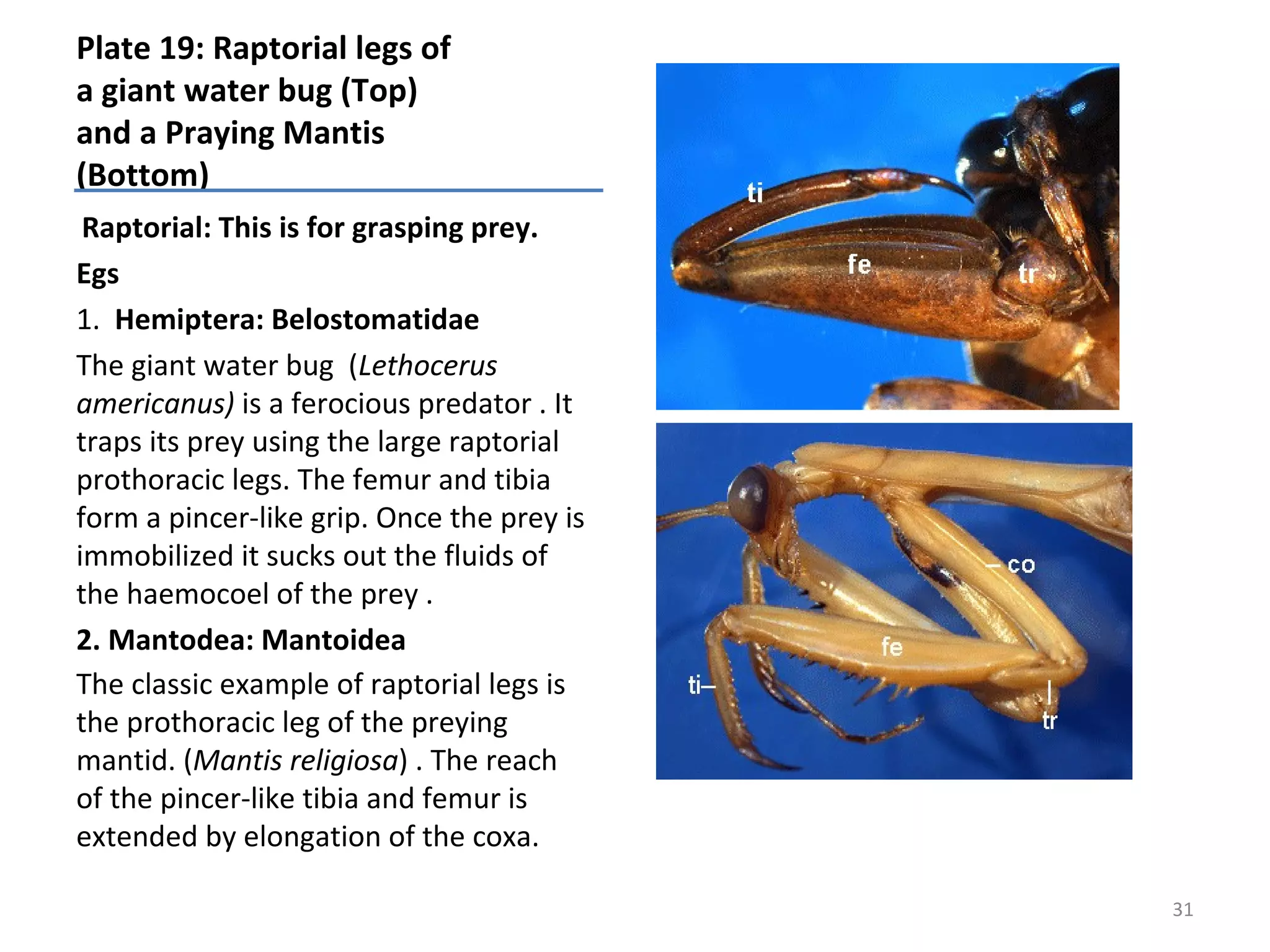 Basic Entomology - External Features of Insects | PPT