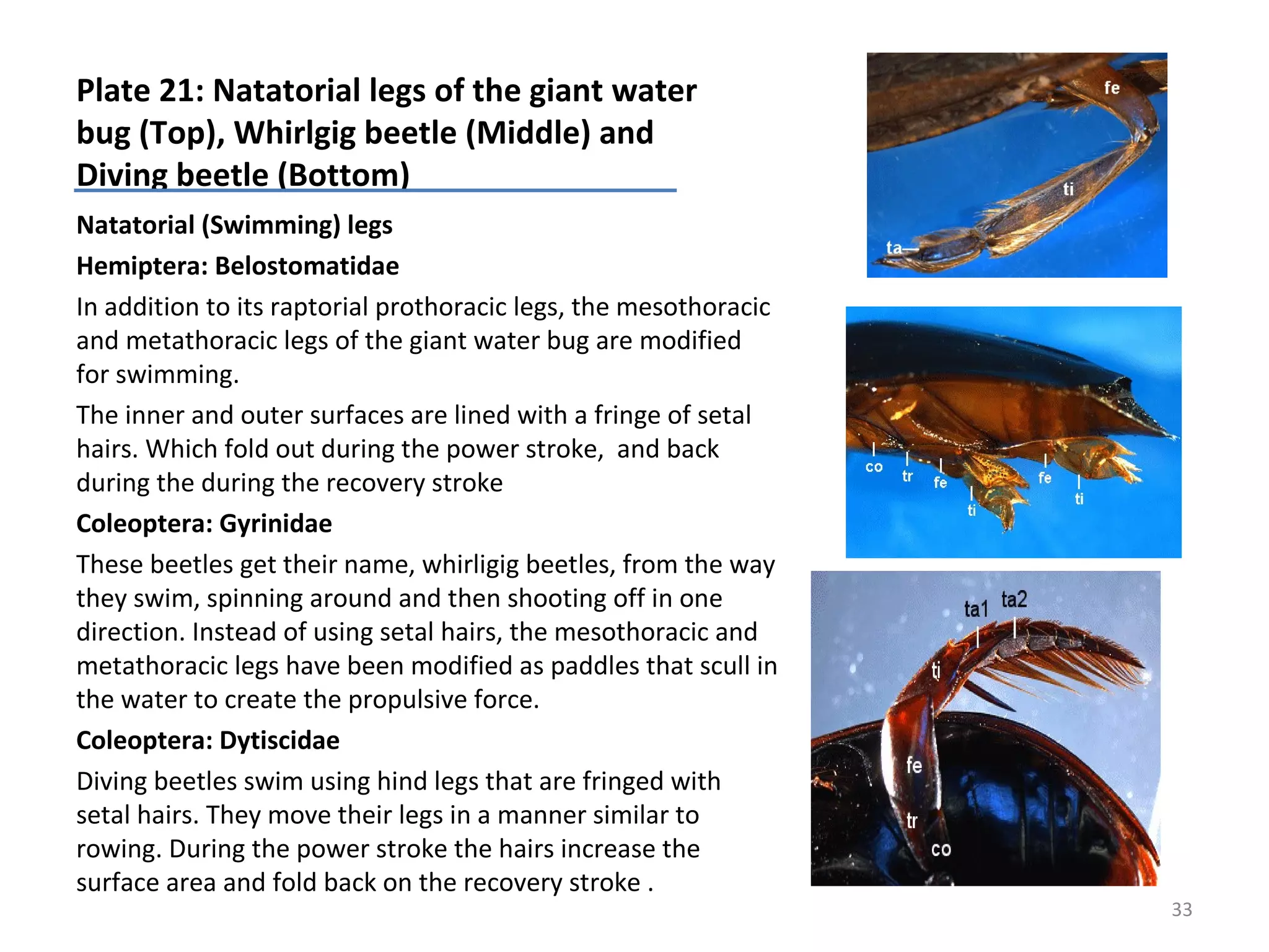 Basic Entomology - External Features of Insects | PPT