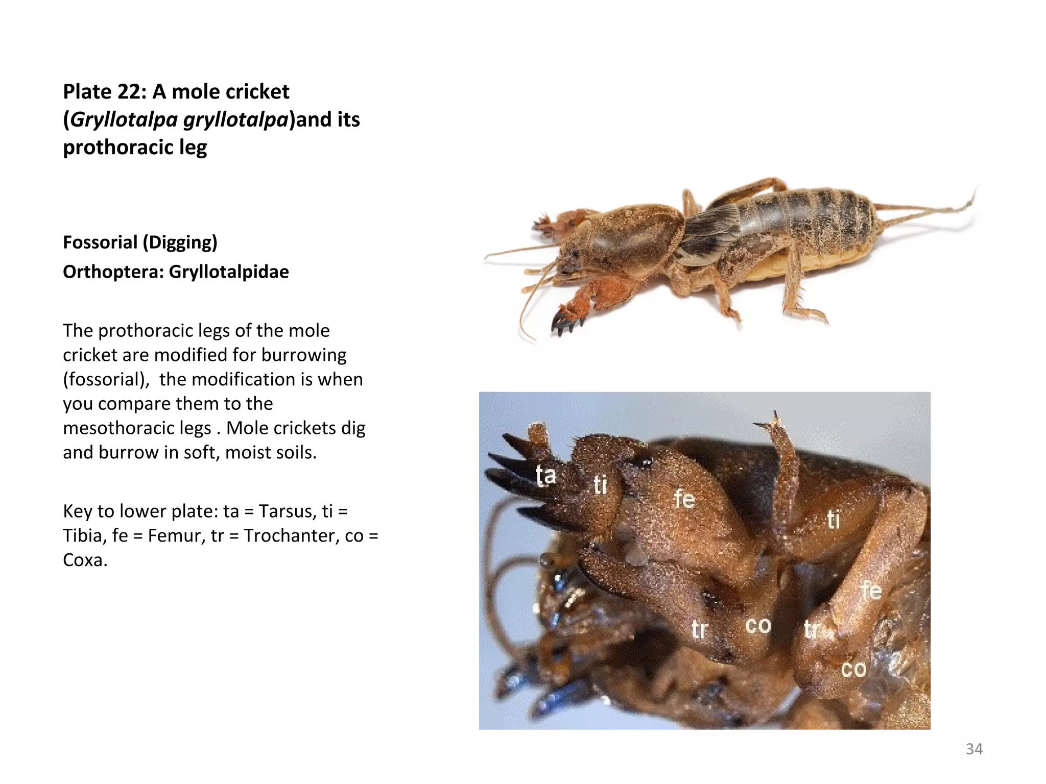 Basic Entomology - External Features of Insects | PPT
