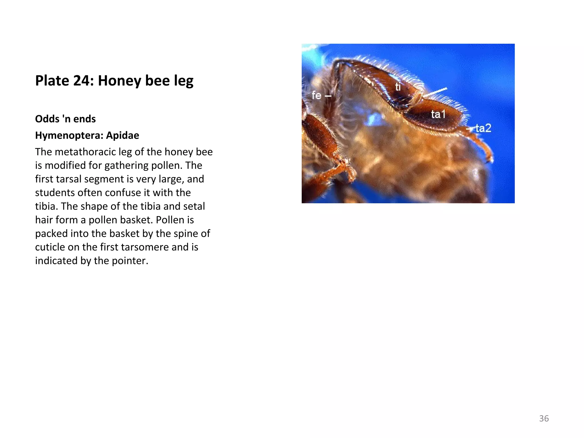 Basic Entomology - External Features of Insects | PPT