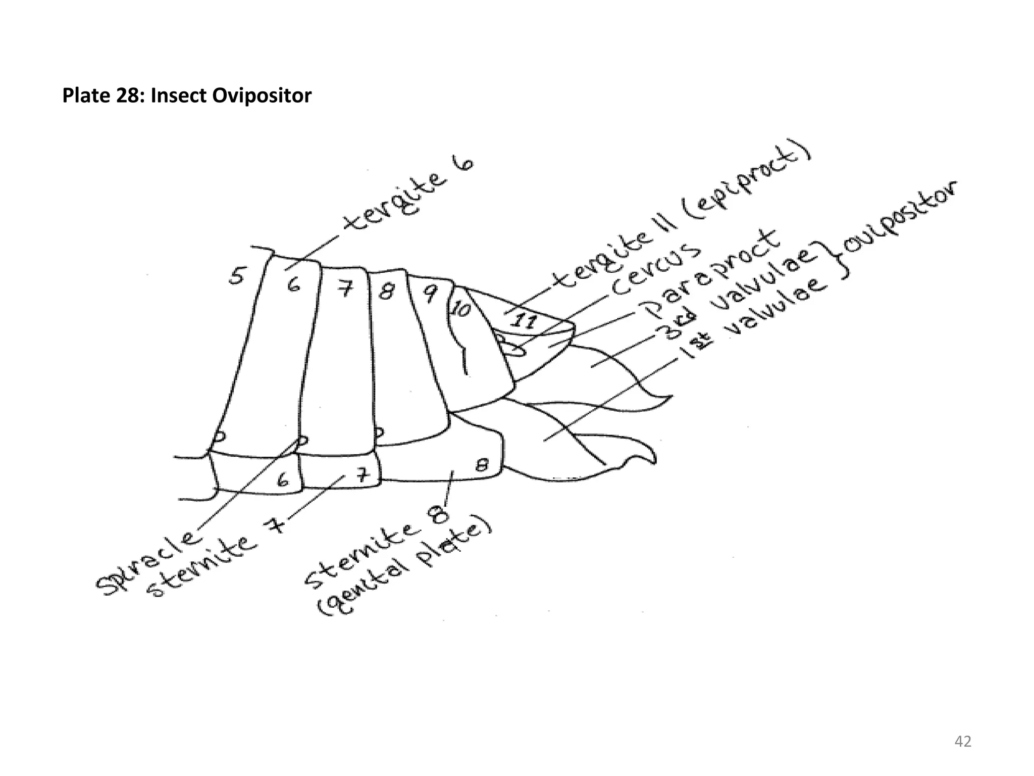 Basic Entomology - External Features of Insects | PPT