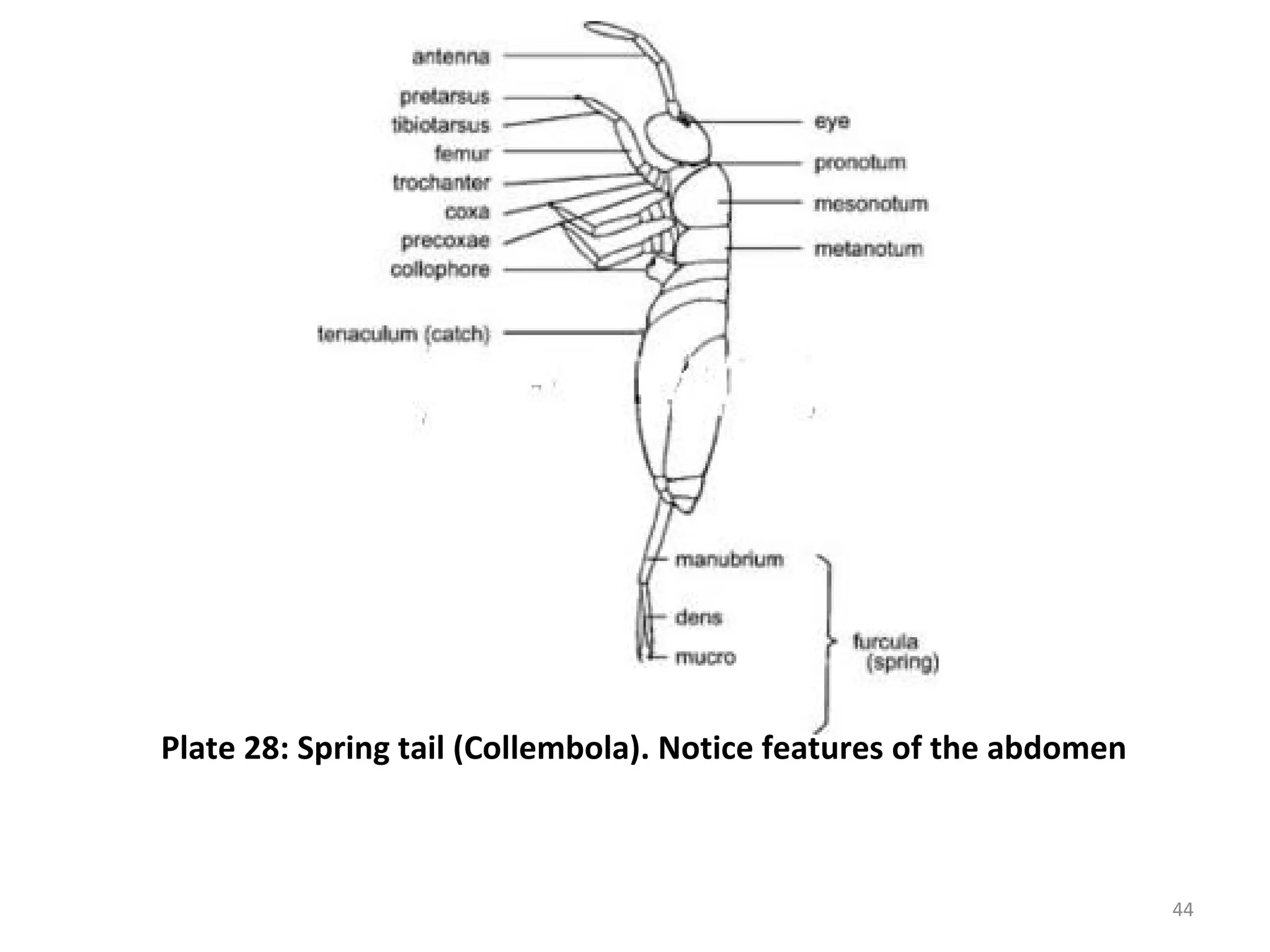 Basic Entomology - External Features of Insects | PPT