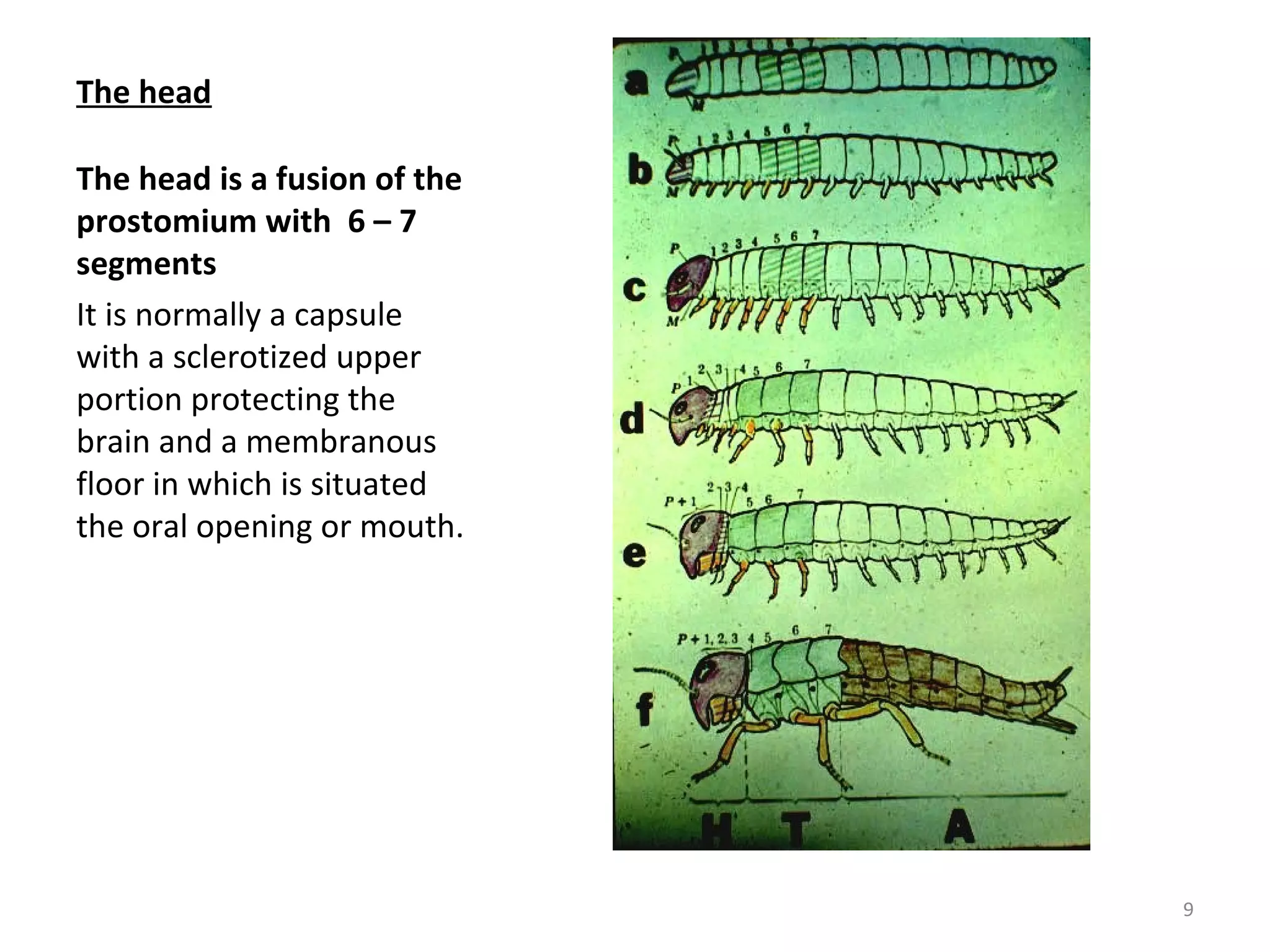 Basic Entomology - External Features of Insects | PPT
