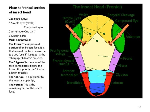 Basic Entomology - External Features of Insects | PPT