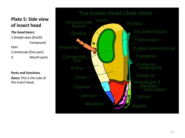 Basic Entomology - External Features of Insects | PPT