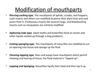 Basic Entomology - External Features of Insects | PPT
