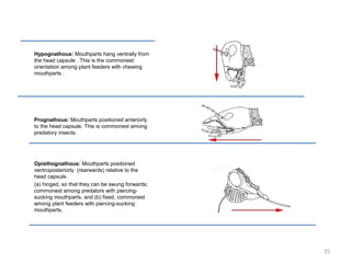 Basic Entomology - External Features of Insects | PPT
