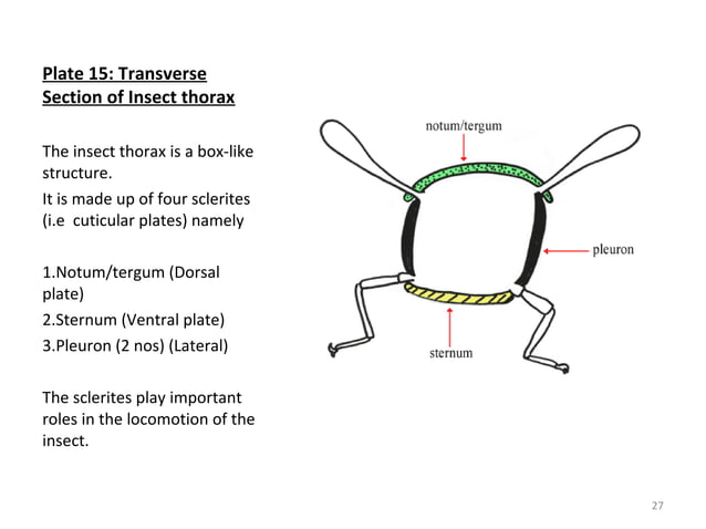 Basic Entomology - External Features of Insects | PPT
