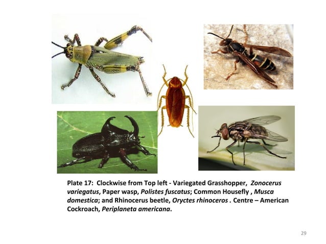 Basic Entomology - External Features of Insects | PPT