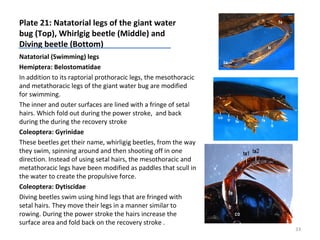 Basic Entomology - External Features of Insects | PPT