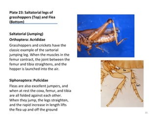 Basic Entomology - External Features of Insects | PPT