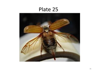 Basic Entomology - External Features of Insects | PPT