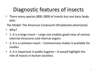Basic Entomology - External Features of Insects | PPT