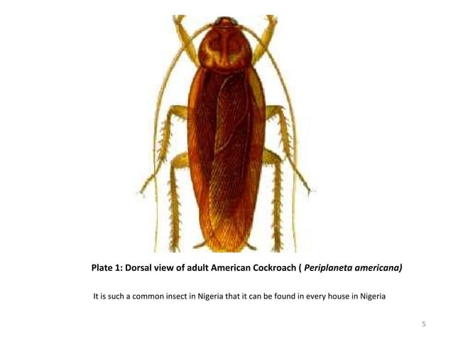 Basic Entomology - External Features of Insects | PPT