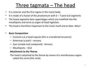 Basic Entomology - External Features of Insects | PPT