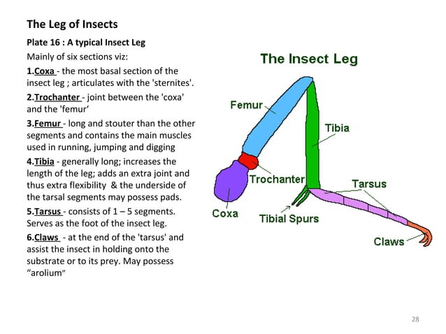 Basic Entomology - External Features of Insects
