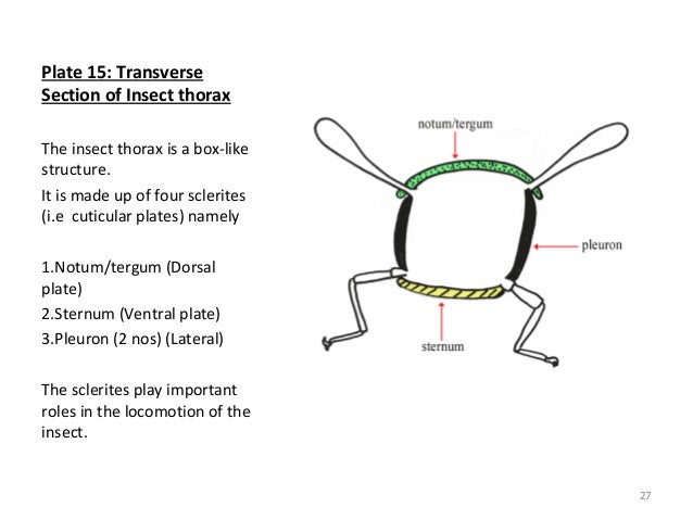 Basic Entomology - External Features of Insects
