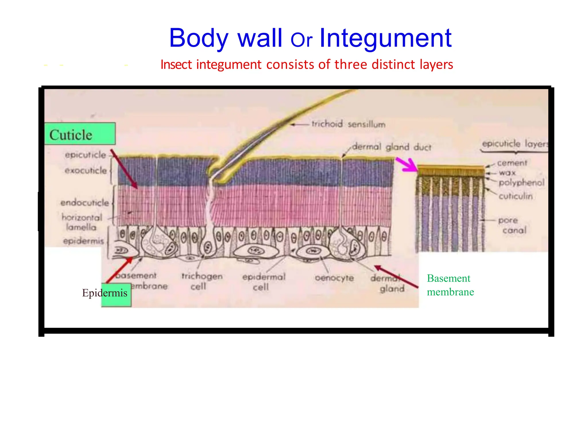 basic entomogy, insect anatomy, morphology | PPTX