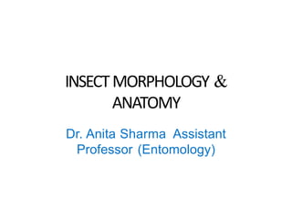 basic entomogy, insect anatomy, morphology | PPT