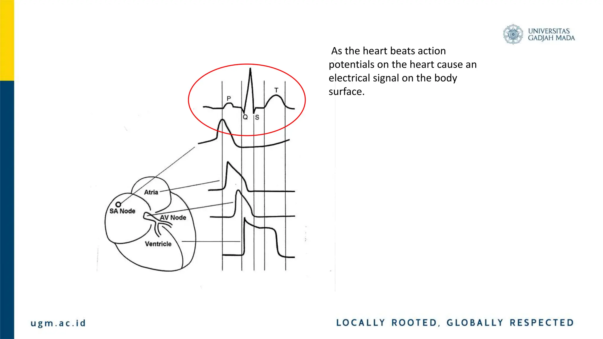 Basic Electrophysiology study and EGM material.pptx