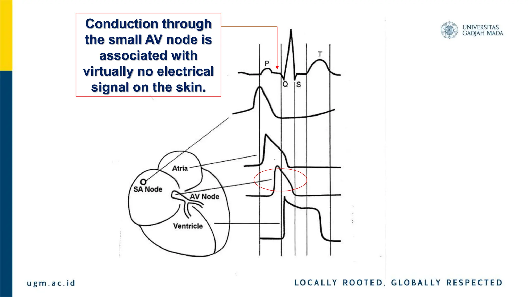 Basic Electrophysiology study and EGM material.pptx